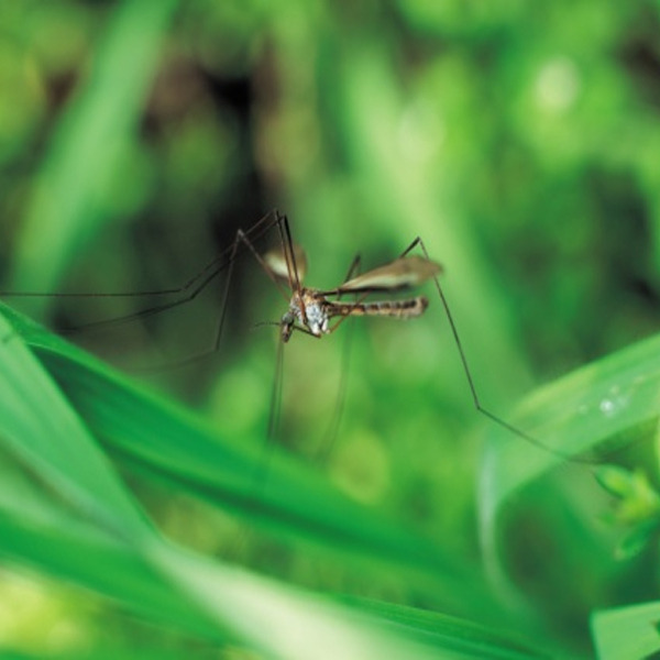 Muỗi nhiều vào mùa nào? Cách chống muỗi tốt nhất hiện nay - Mosfly Window